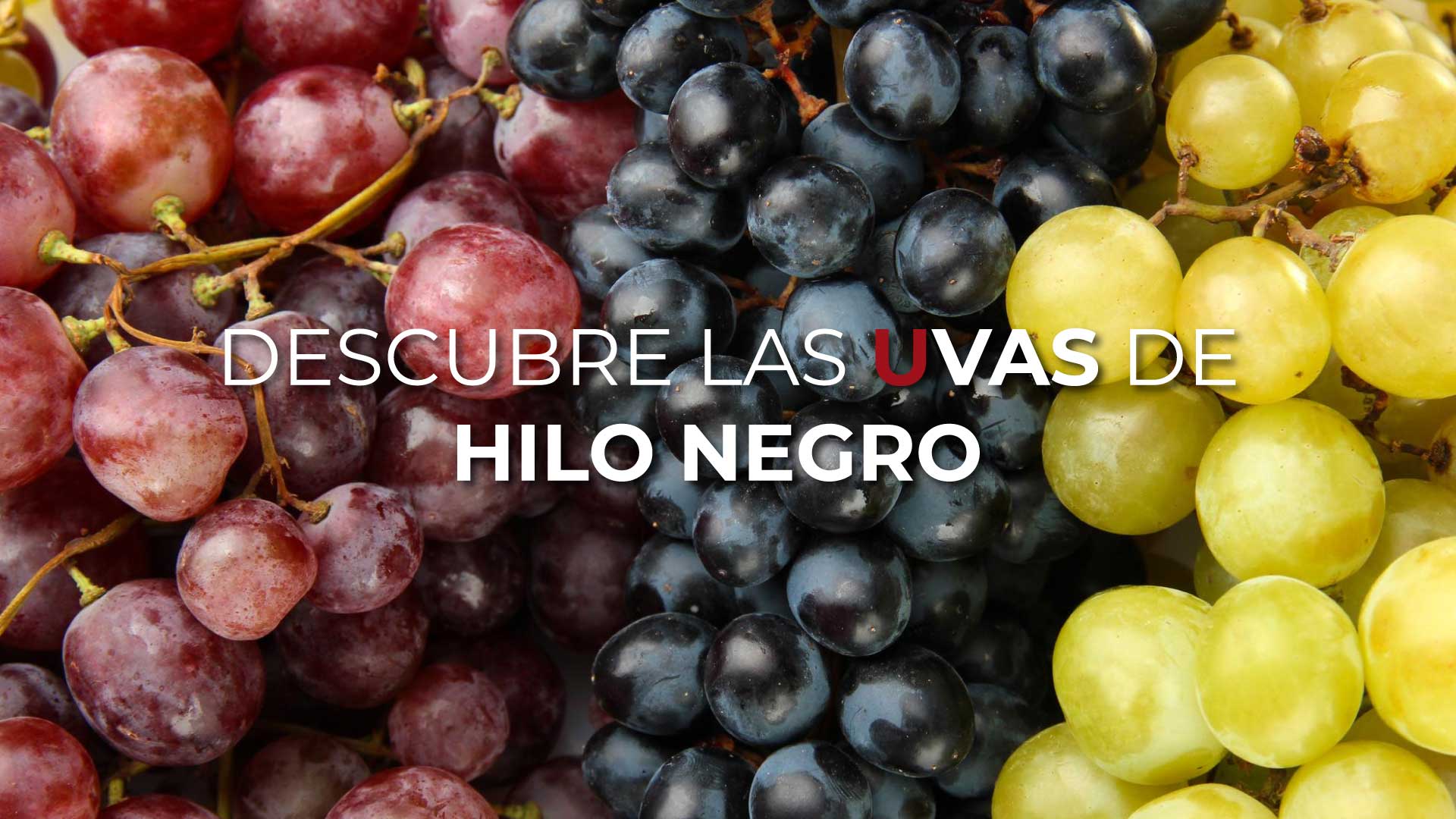 Descubriendo las Uvas de Hilo Negro – Hilo Negro